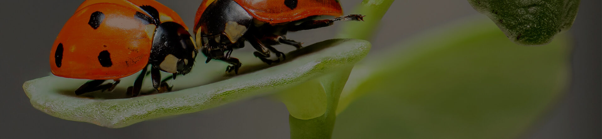 Download Free Insect Sound Effects | Gfx Sounds