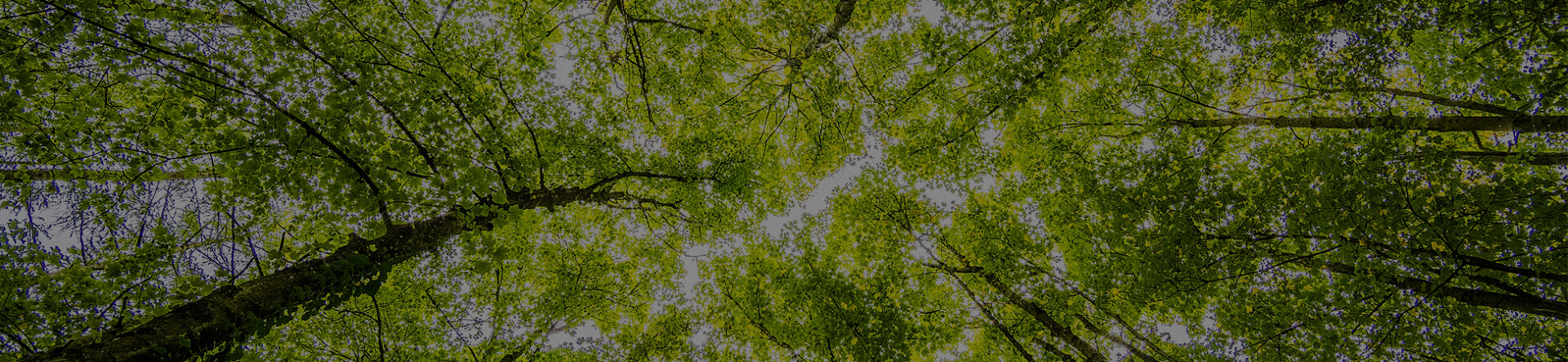 Download Free Forest Sound Effects | Gfx Sounds